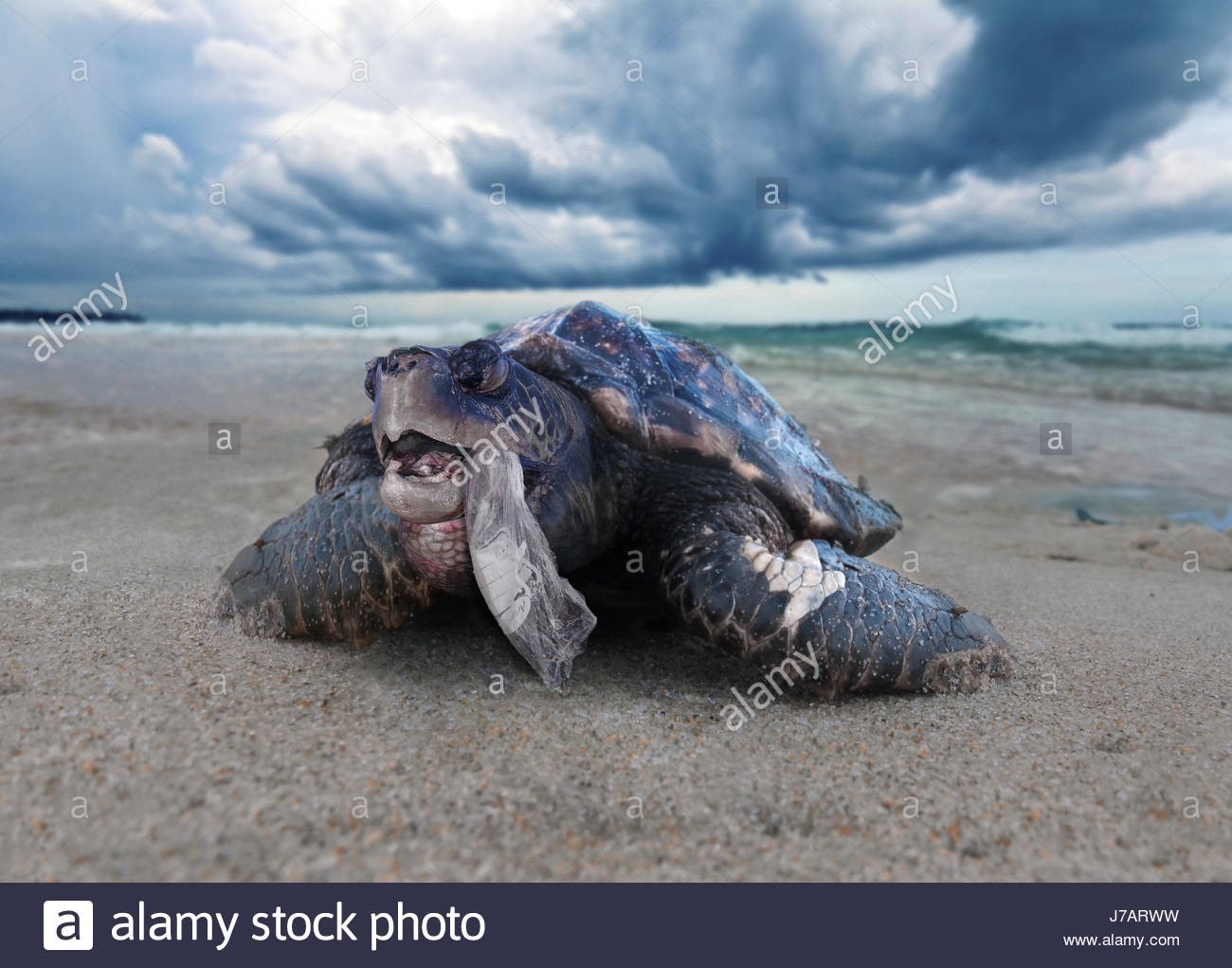 Week 7: Turtles are Friends Not Foes